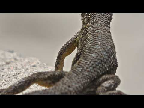 Lizard lungs - YouTube