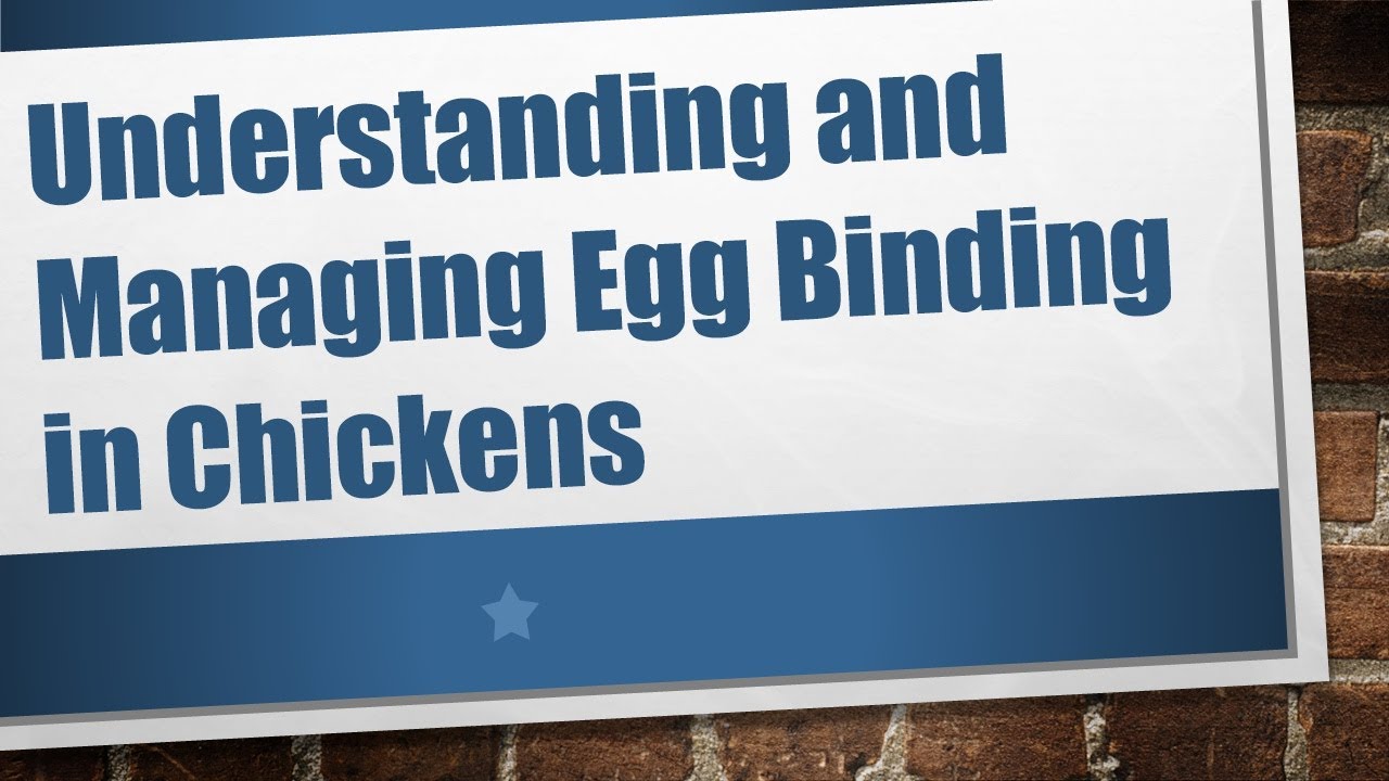 Understanding and Managing Egg Binding in Chickens - YouTube