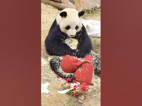 The panda bear is the funniest animal in nature, and it is also the ...