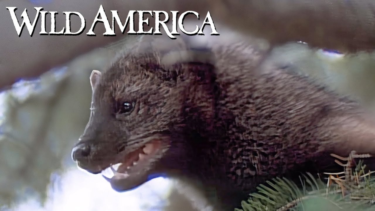 Wild America | S8 E2 Evergreen | Full Episode HD - YouTube