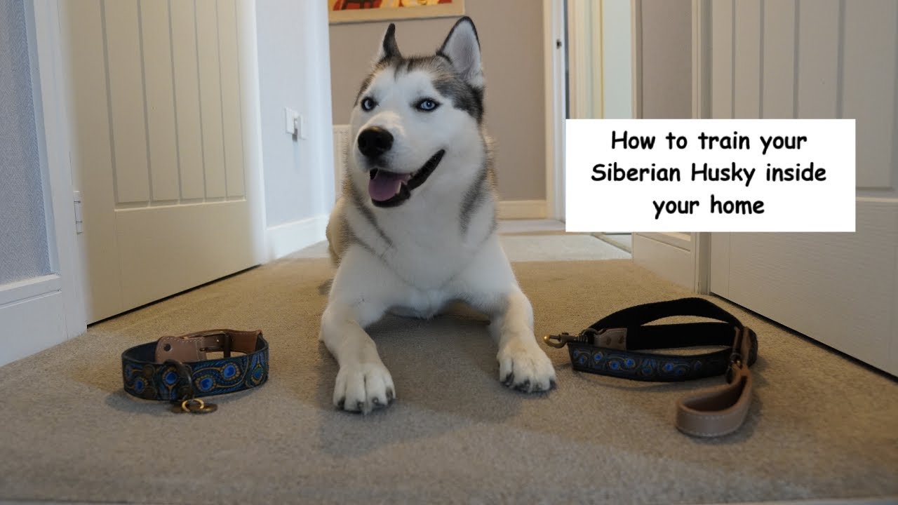 How to train a Husky inside #lokithesiberianhusky #huskytraining # ...