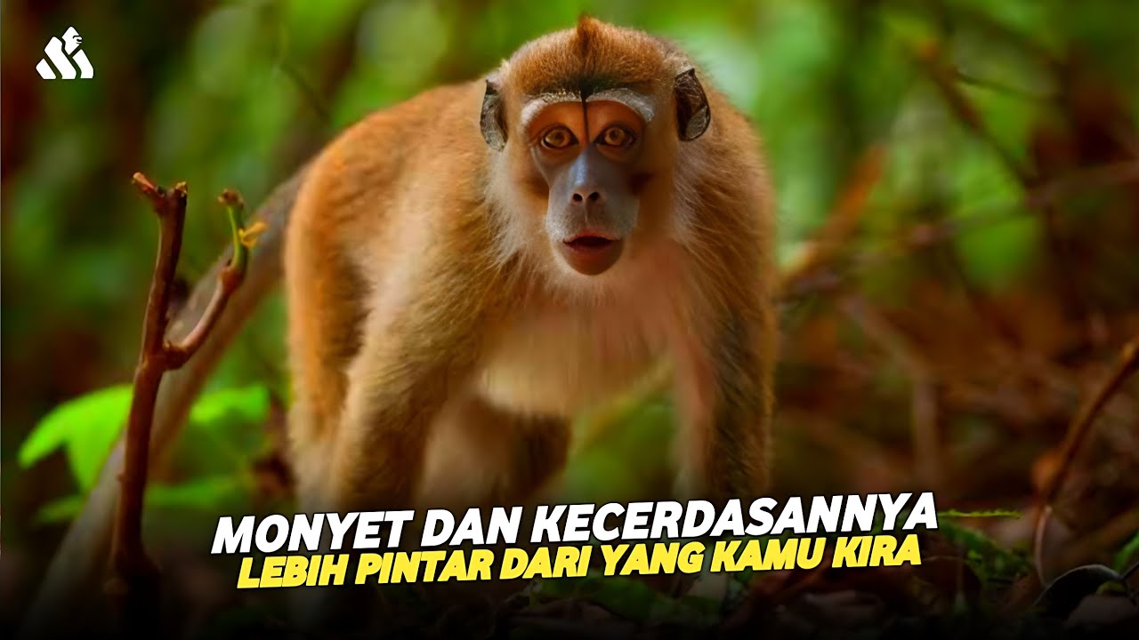 Monyet: dengan kelucuannya, monyet termasuk hewan paling pintar di ...