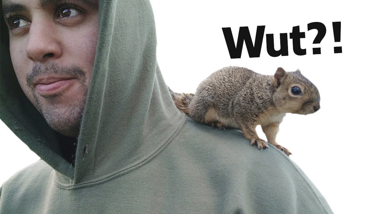 Our Weird Encounter With the Friendliest Squirrel EVER! - YouTube