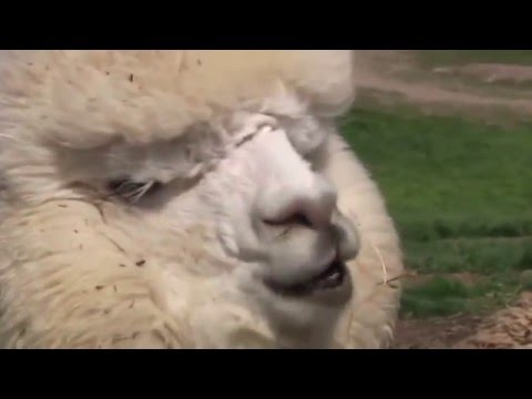 Singing Alpaca (Поющий Альпака) - YouTube