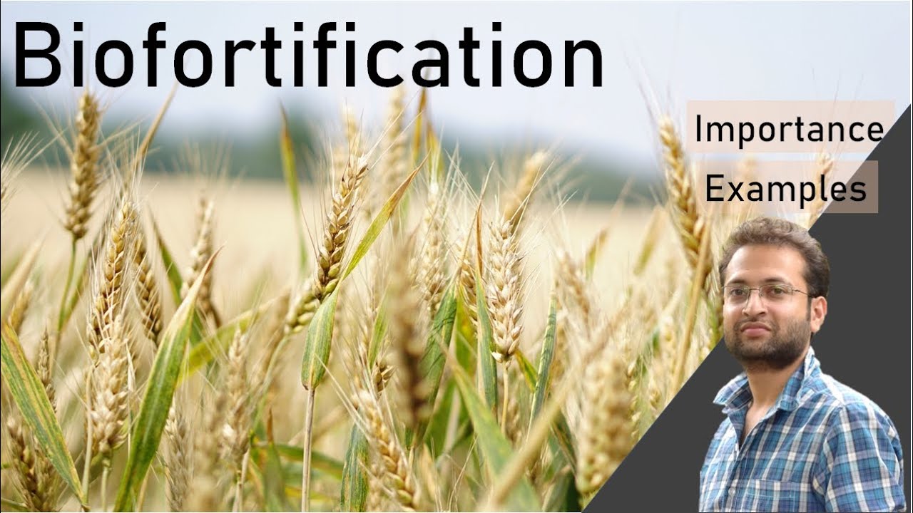 What is Biofortification? Importance, strategies, examples - YouTube