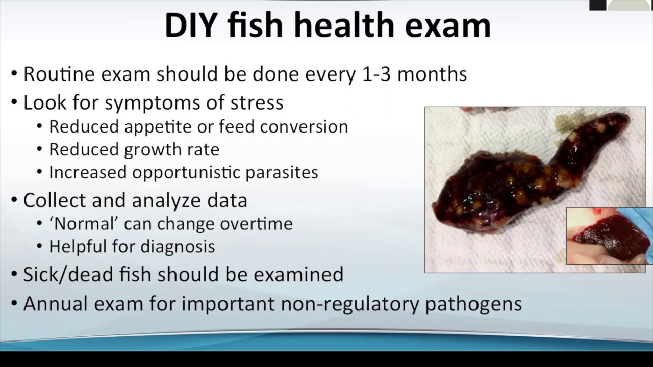 Fish Health What you need to know as an aquaculture producer - YouTube