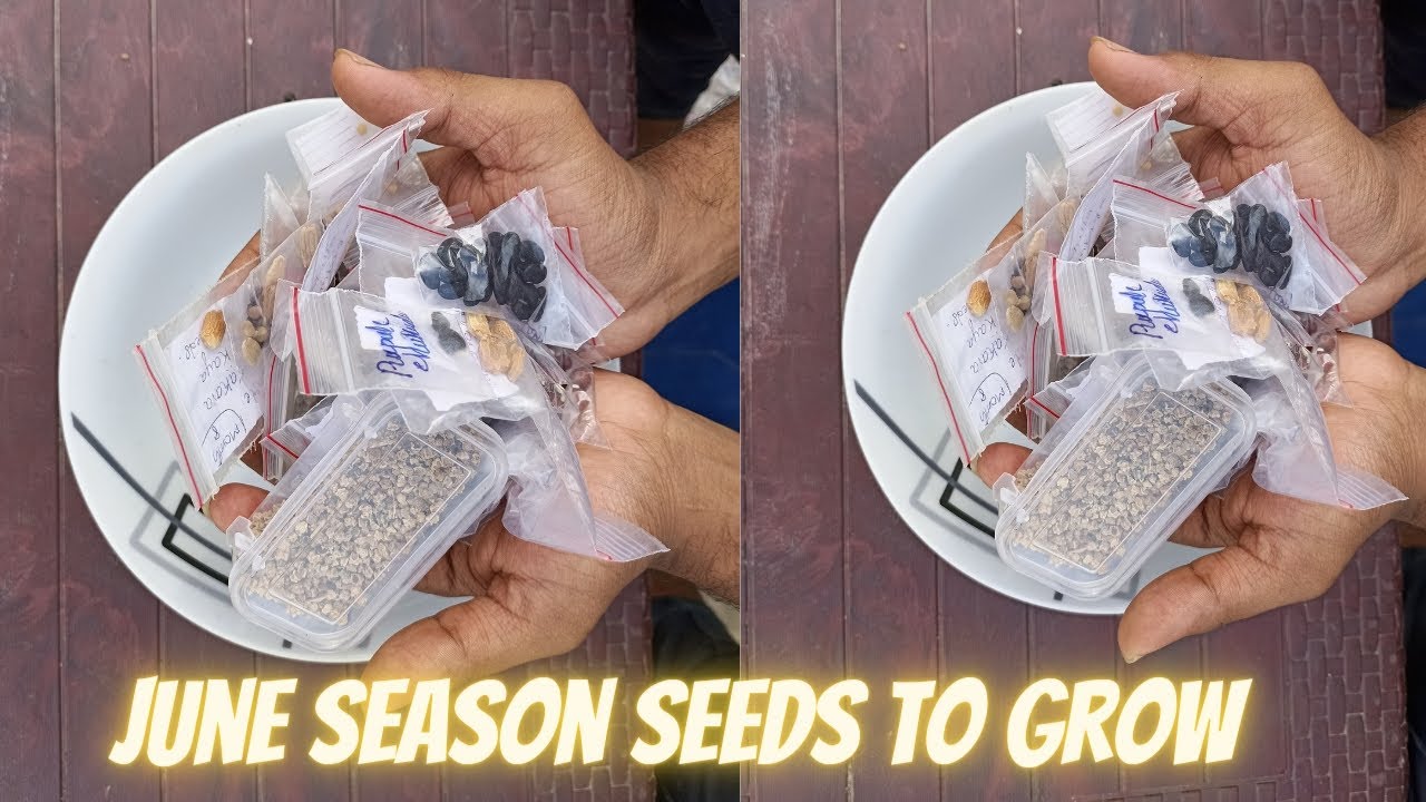 seeds to be grown in June -july season #seeds#season#shorts#viral - YouTube