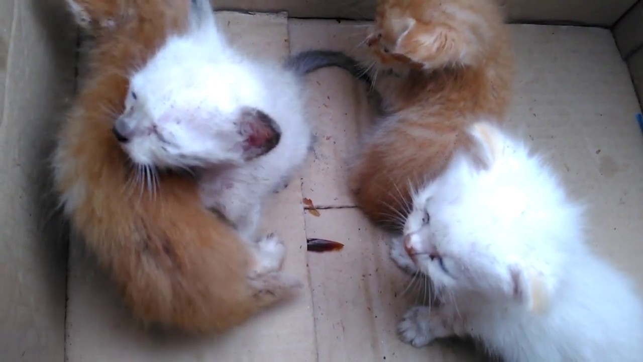 Feral kitten in the garbage dump and four abandoned litle kitten. - YouTube