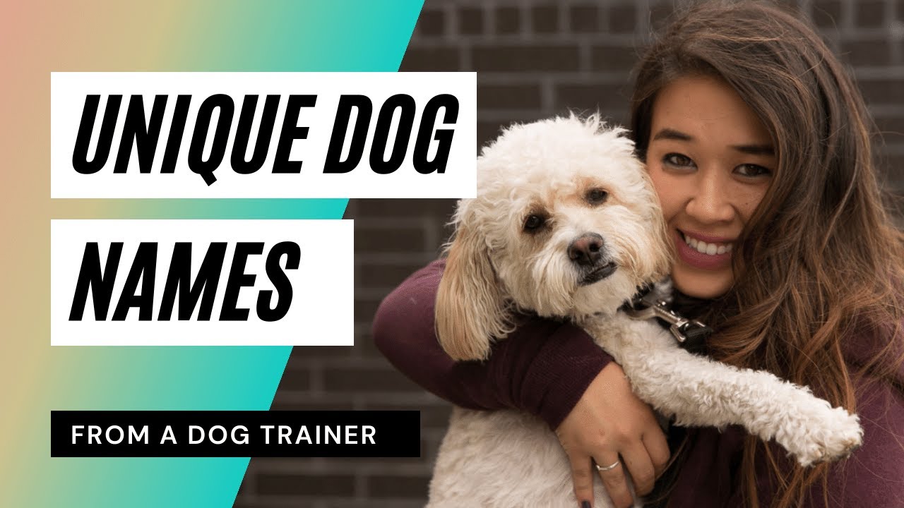 unique-dog-names-i-ve-come-across-youtube