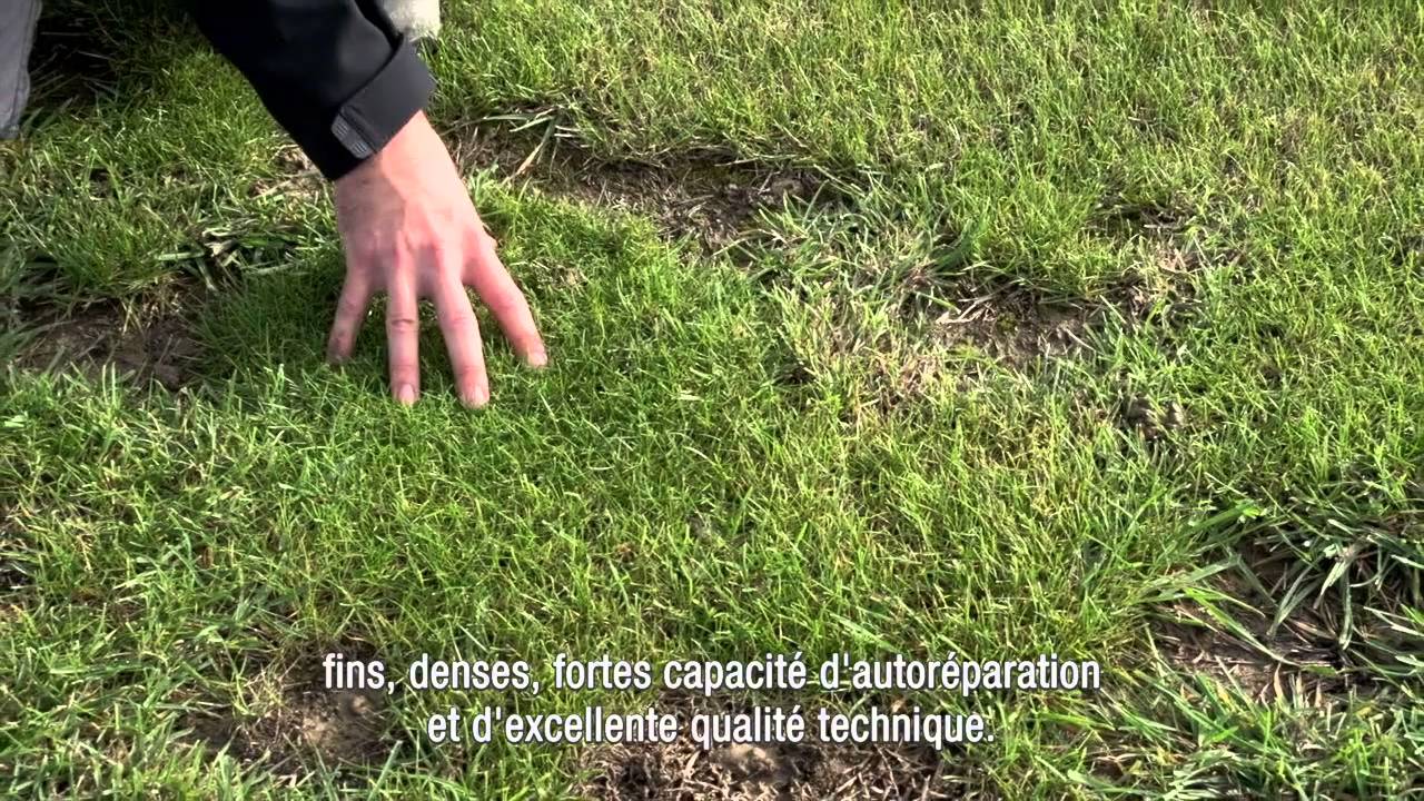 RPR - Ray-grass anglais auto-regarnissant - YouTube