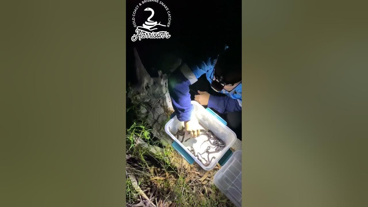 releasing hatchling carpet pythons - YouTube