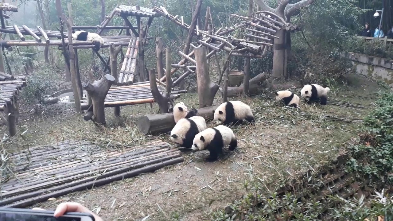 Chengdu Panda park top place - YouTube