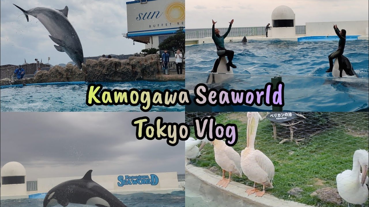 kamogawa Seaworld Tokyo Vlog - YouTube