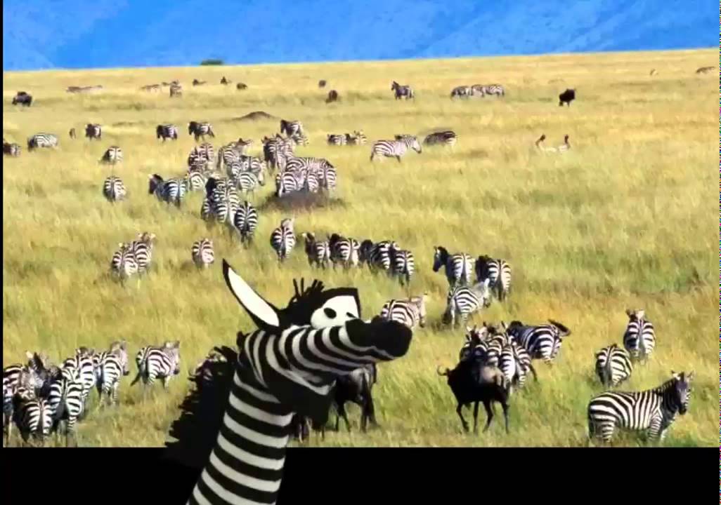 sock puppets the zebra 423 - YouTube