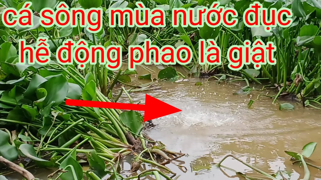 Câu đài cá sông.mùa nước đục cá nhát ăn nên cứ nhích phao là lụm.BIG ...