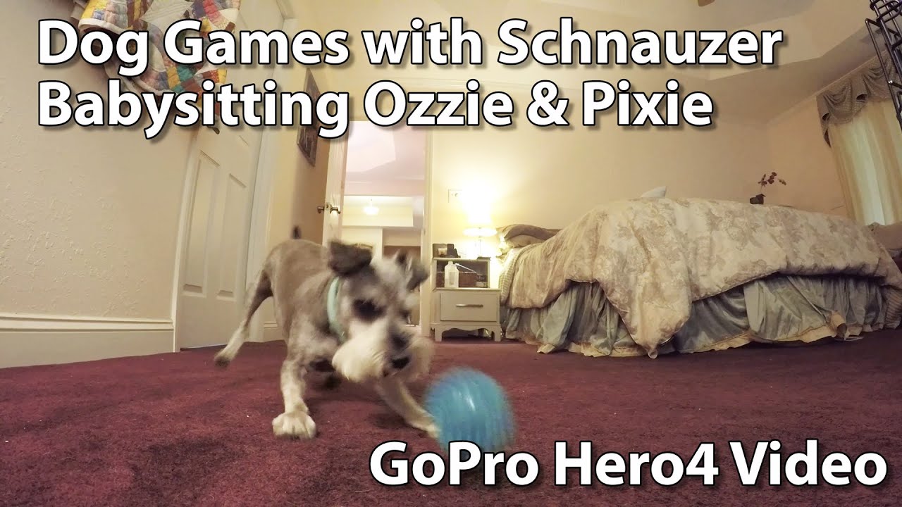 Dog Games - Babysitting a Schnauzer and Lhasa Apso - YouTube