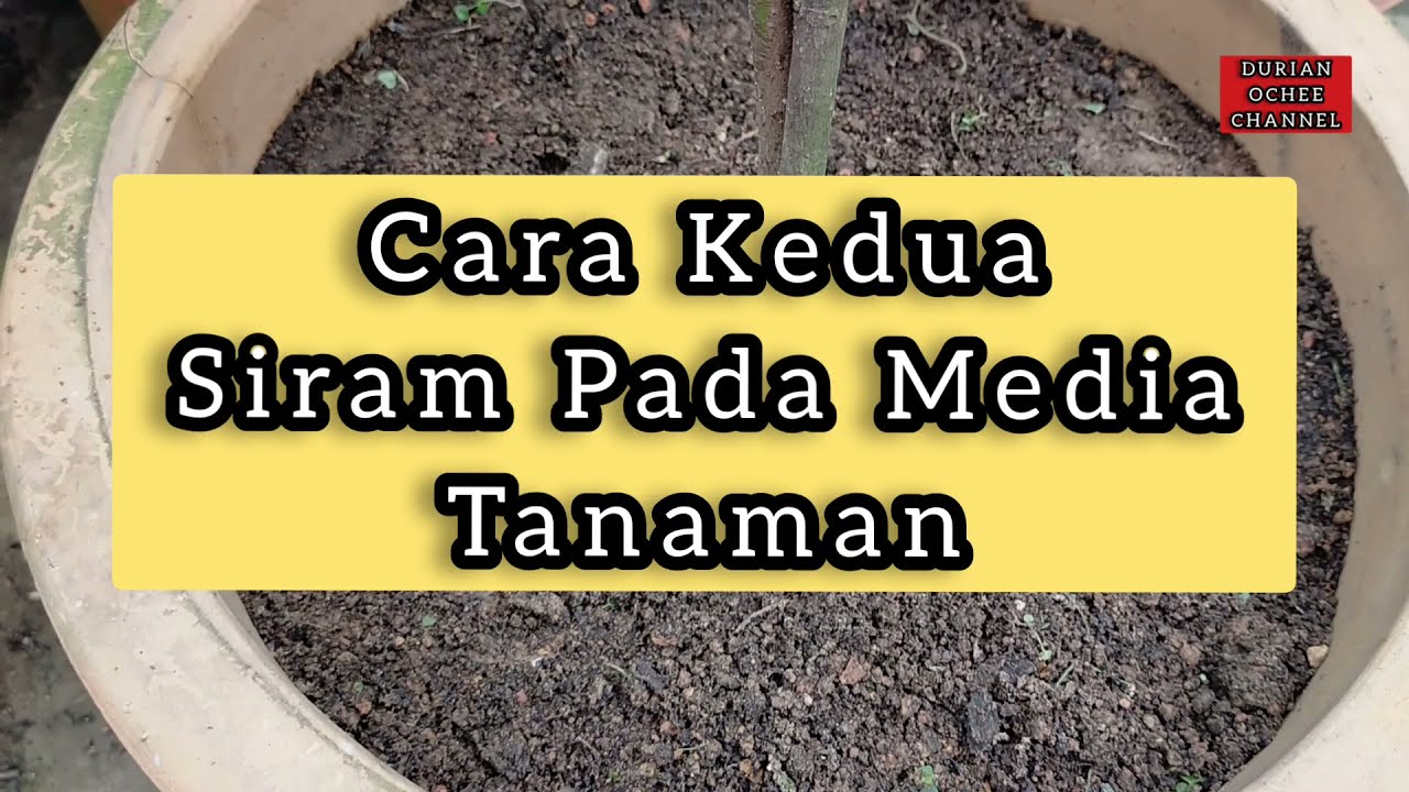 2 Cara Mudah Suburkan Tanaman Dengan Kitosan Plus..!!! - YouTube