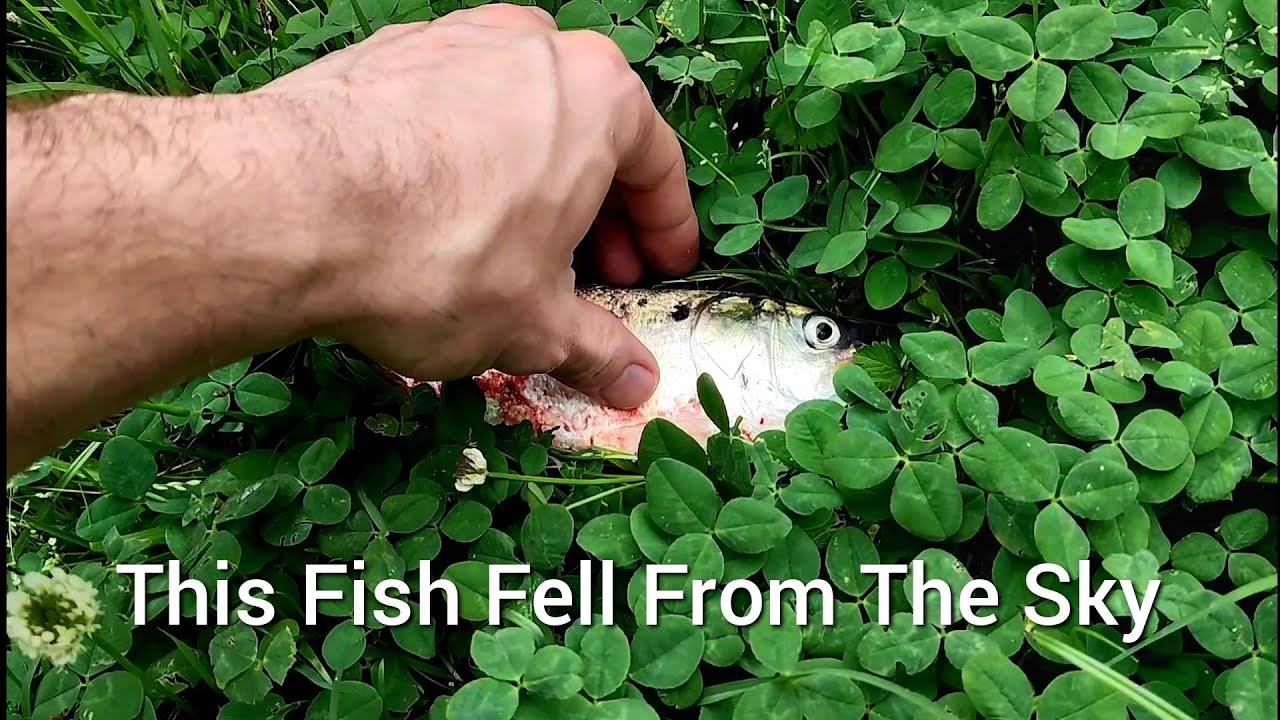 Fish fell from the sky (End Times?) - YouTube