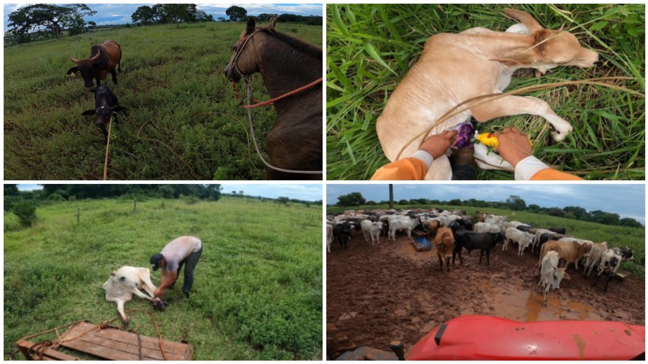 BUSCANDO BOI DOENTE DE TRATOR| LAÇANDO BEZERROS NOVOS PARA CURAR 🤠 ...