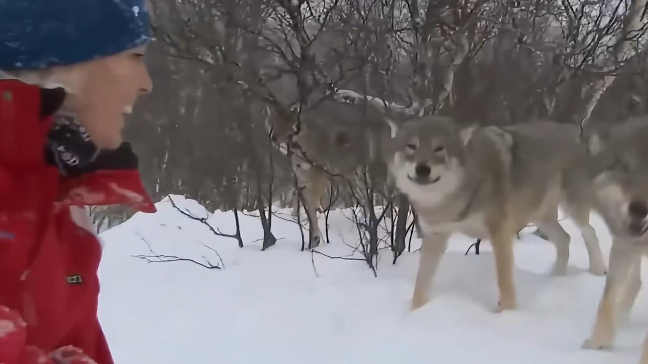Animal Documentaries: When Nature Strikes Back: Horrifying Animal ...