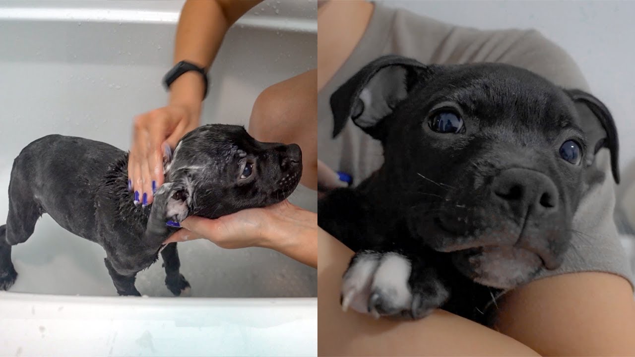 LITTLE STAFFY TAKING A BATH 🥰 - YouTube