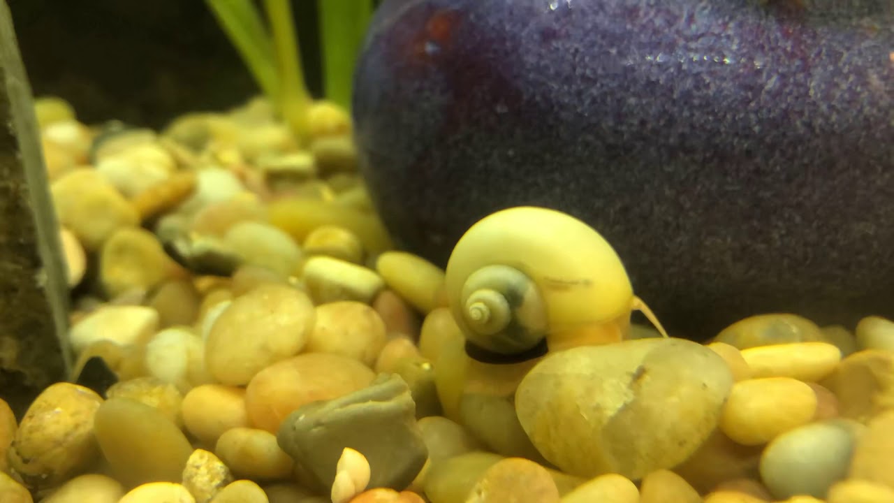 Ivory Mystery Snail - YouTube