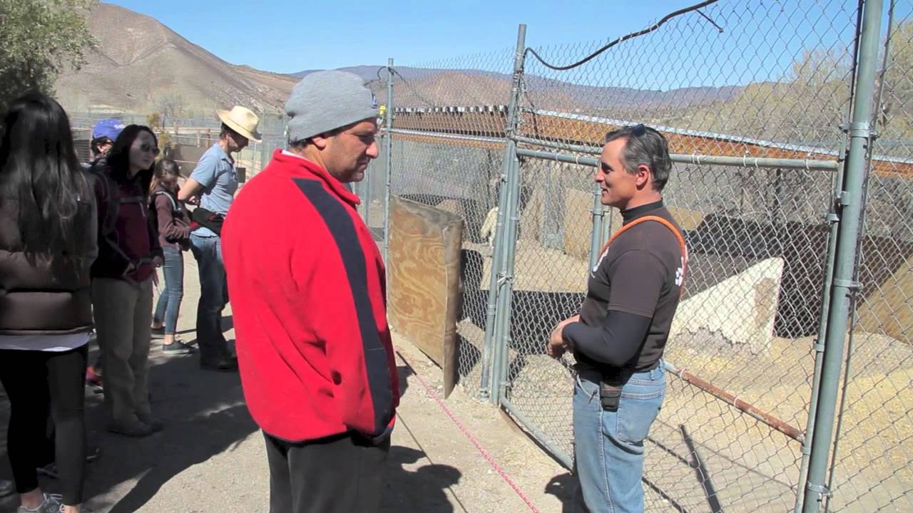 Hiking with wolves - YouTube