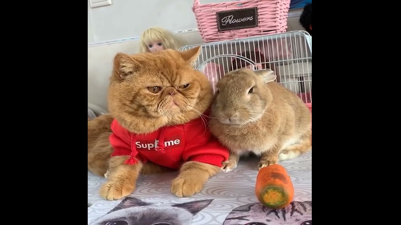 Funny and Cute Baby Bunny Rabbit Videos Baby Animal Video Compilation ...