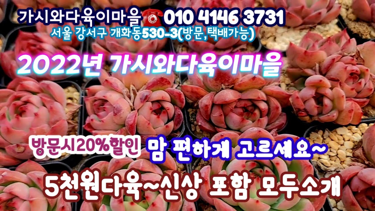 2022년 가시와다육이마을5천원 다육 신상포함 모두소개편하게 고르기방문시20할인딥레드 소인제금 블랙킹 칸자르 샤론스톤등