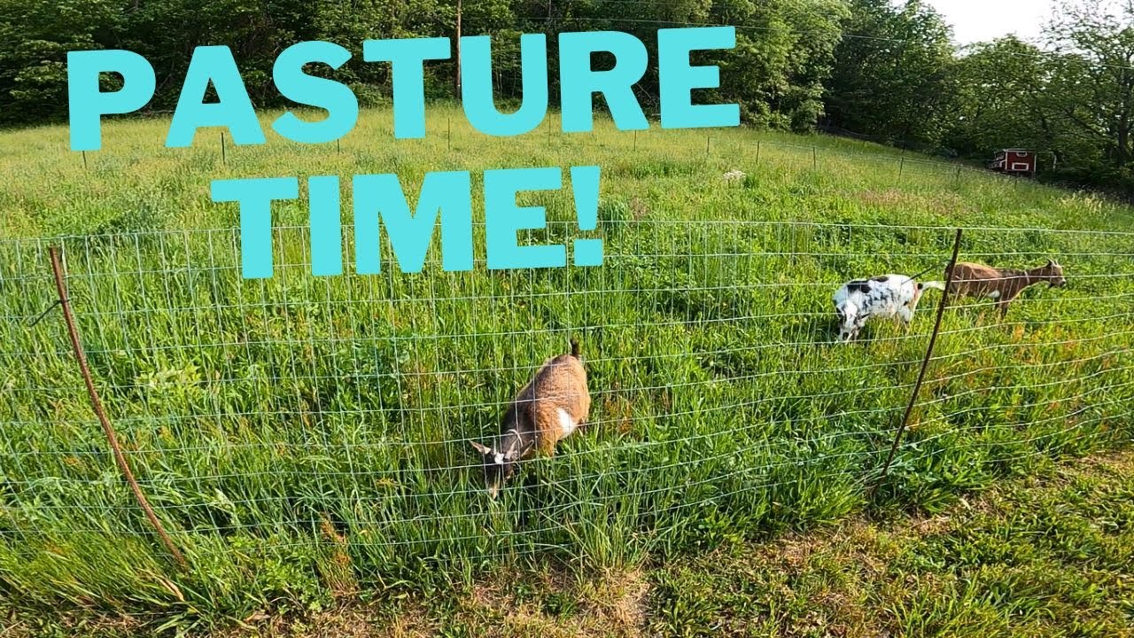 Moving Goats to Pasture and Moving Chicks - YouTube