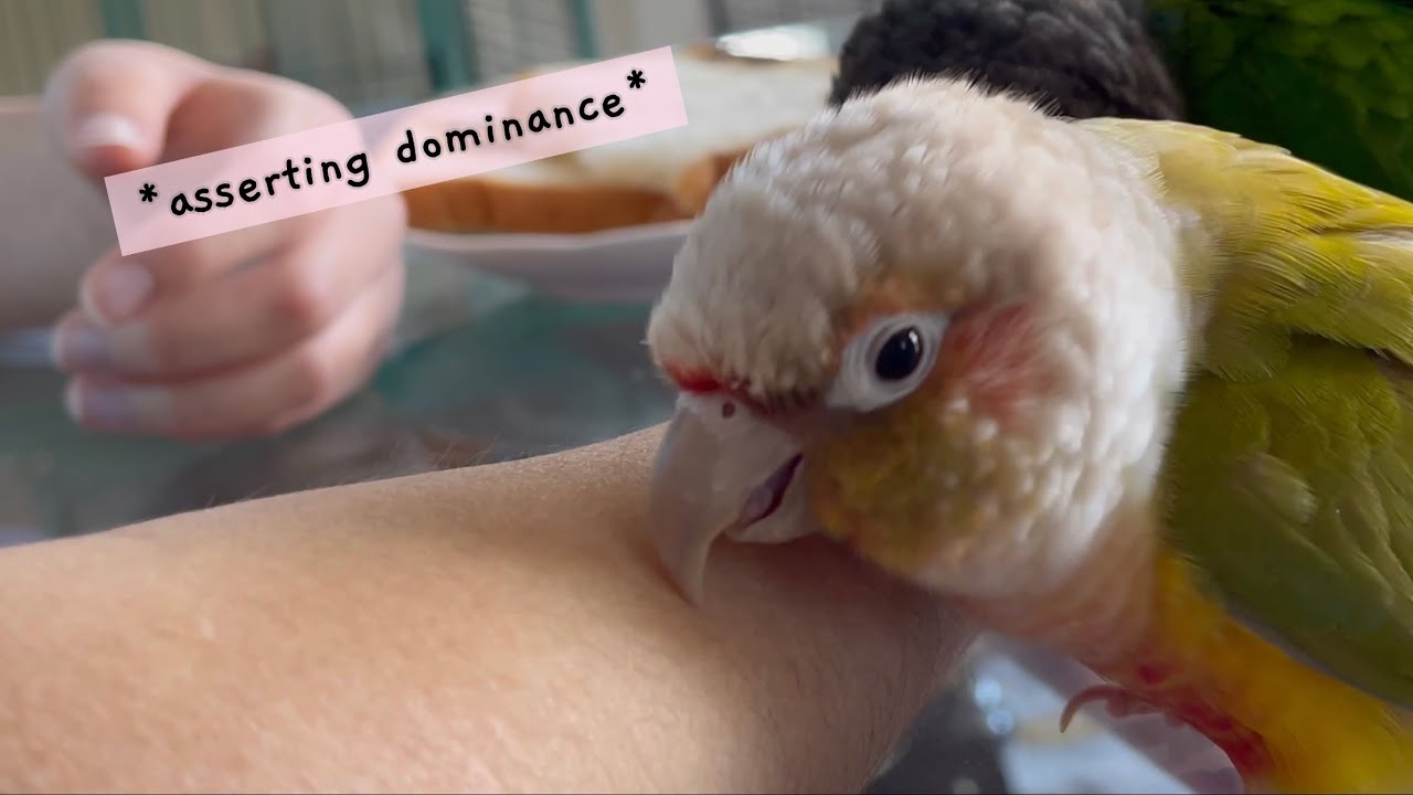 Bird drawing with beak - YouTube