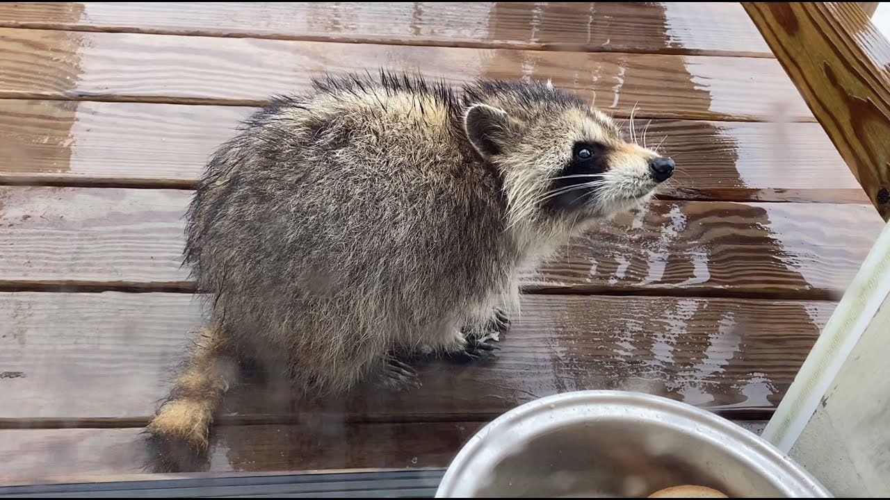 Tiny Raccoon Comes to the Door For Food - YouTube