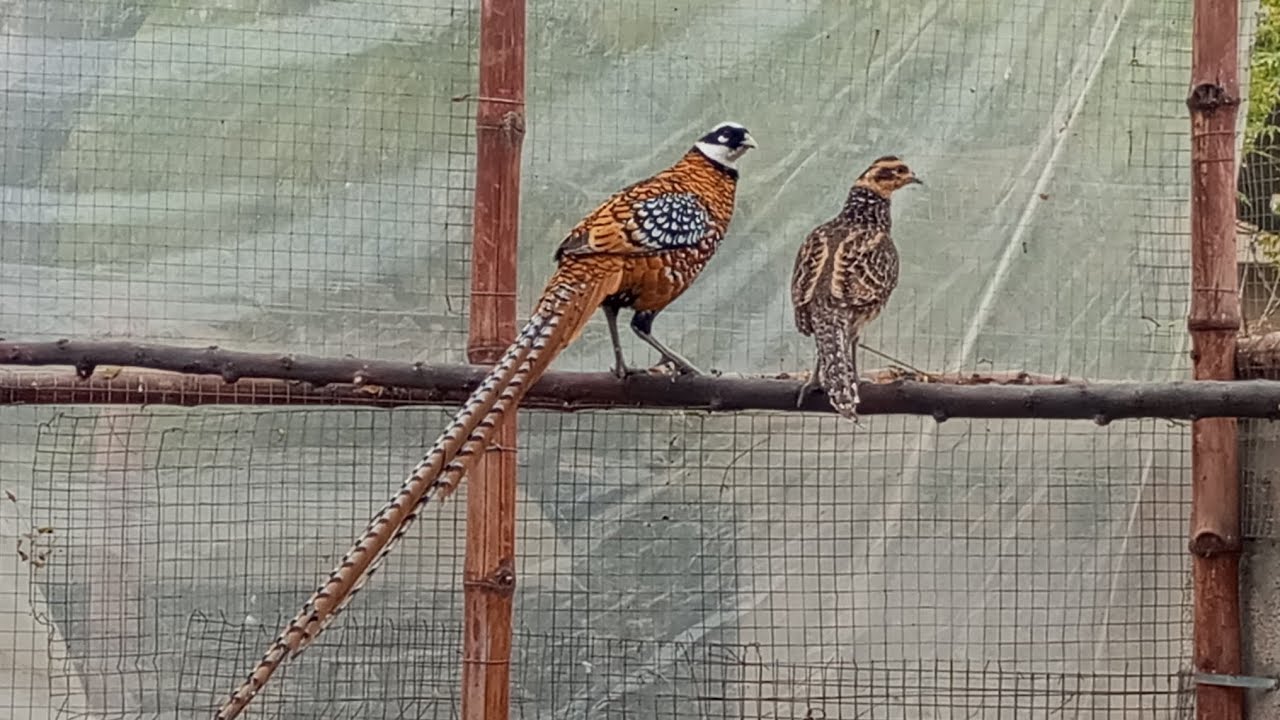 Beautiful Reeves Pheasants (Syrmaticus reevesii) - YouTube