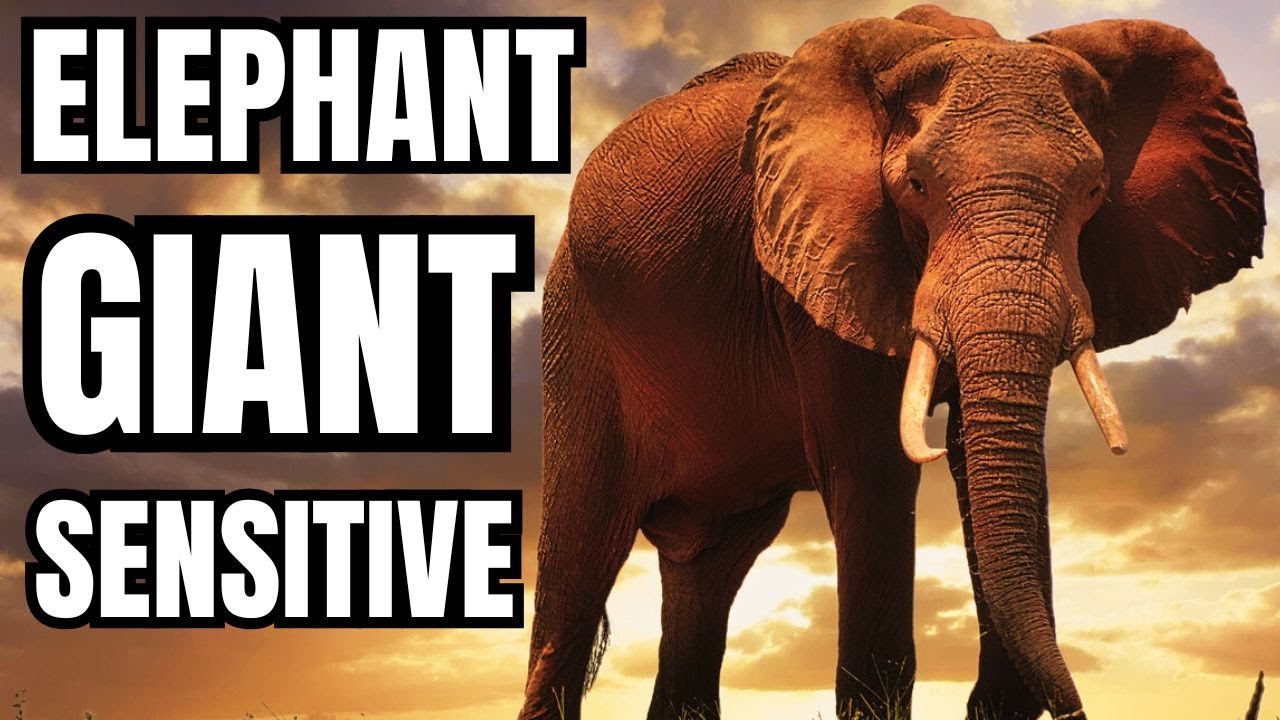 Earth's Amazing Creature 🐘 | The Giant & Sensitive Companion ️ - YouTube