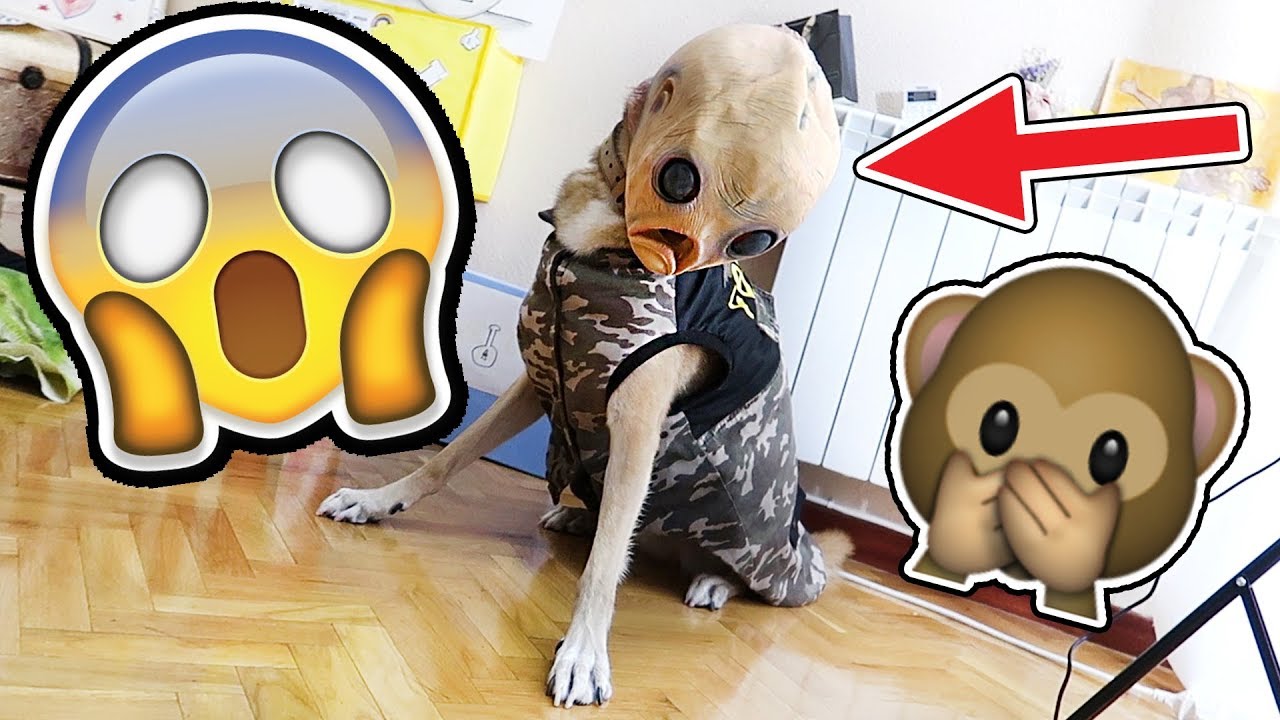 EL ATAQUE DEL PERRO ALIEN - YouTube