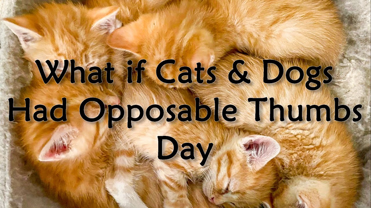 What if Cats and Dogs Had Opposable Thumbs? - YouTube
