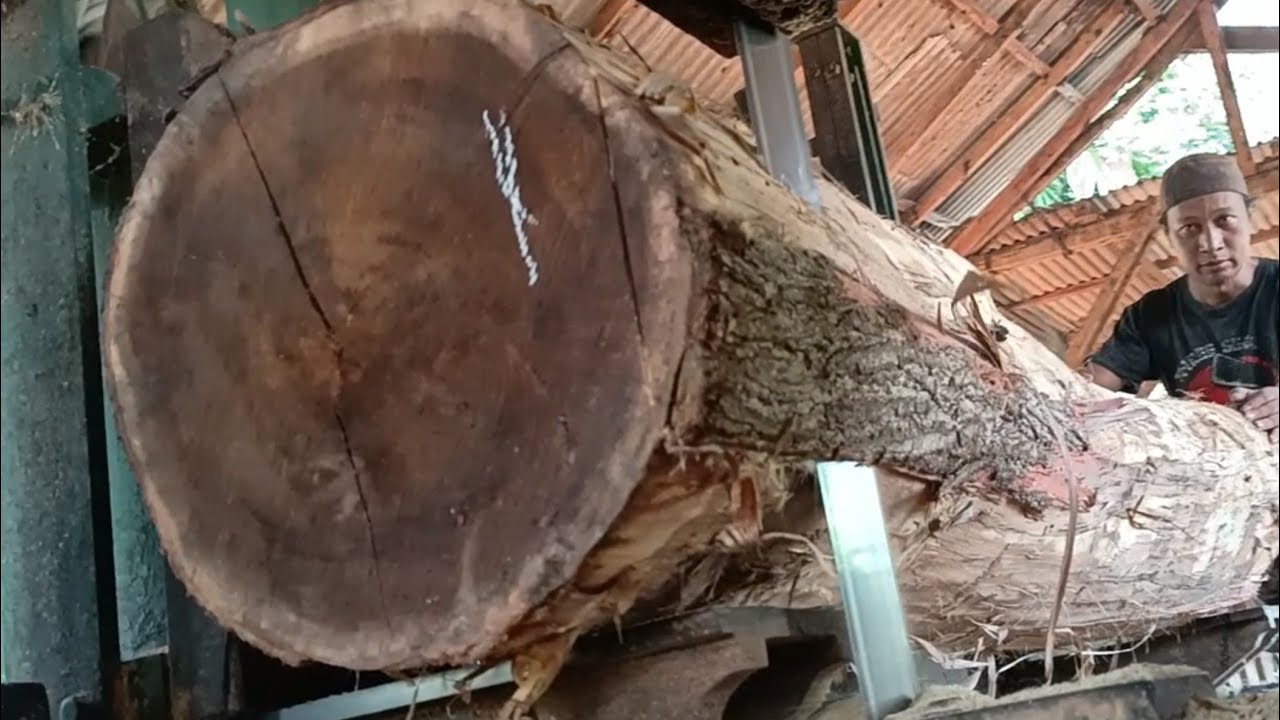 The process of cutting hard and strong acacia wood for furniture - YouTube