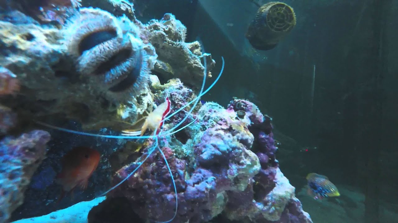 GoPro inside marine fish tank gets cleaned by shrimp! - YouTube