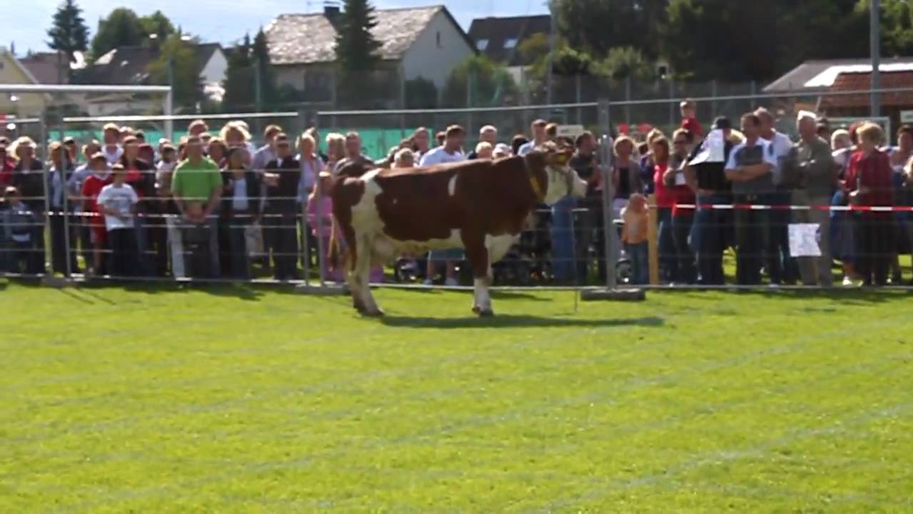 cow attack - YouTube