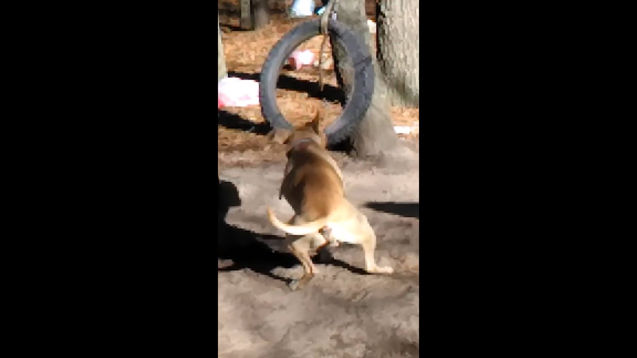 Game bred pit bull at stud redboy Mayday 18 months - YouTube