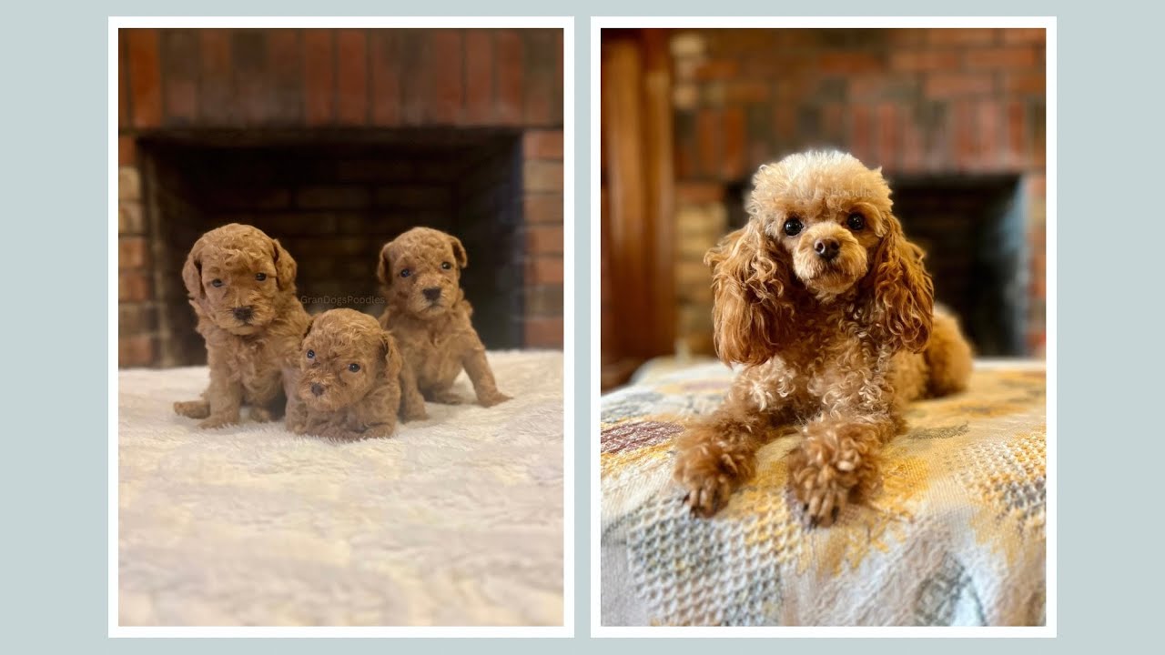 Nugget's Tiny Red Toy Poodle Boys: Buffalo, Sriracha, Tzatziki # ...