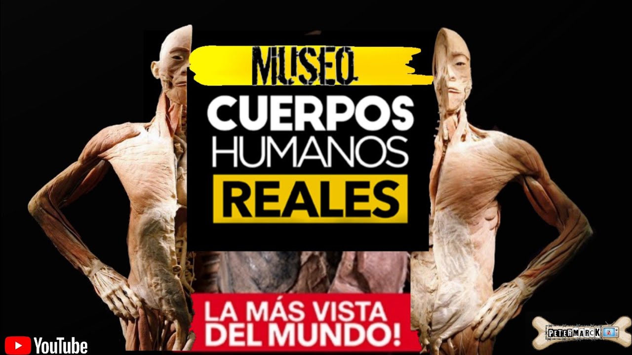 Como es el Museo de Cuerpos Humanos Reales (la más vista del mundo) 🌎 ...