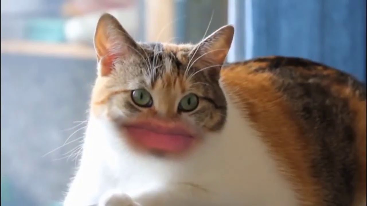 Am I A Cat YouTube am-i-a-cat-youtube