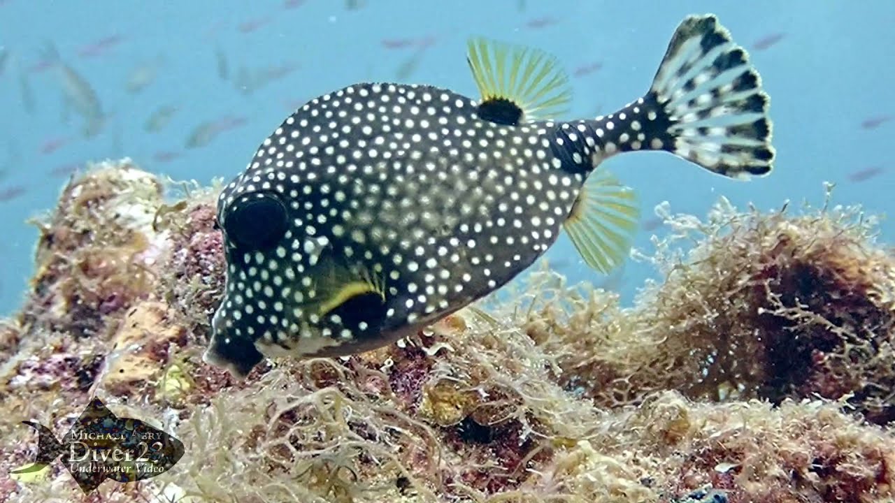 Trunk Fish Baby and Adult - YouTube