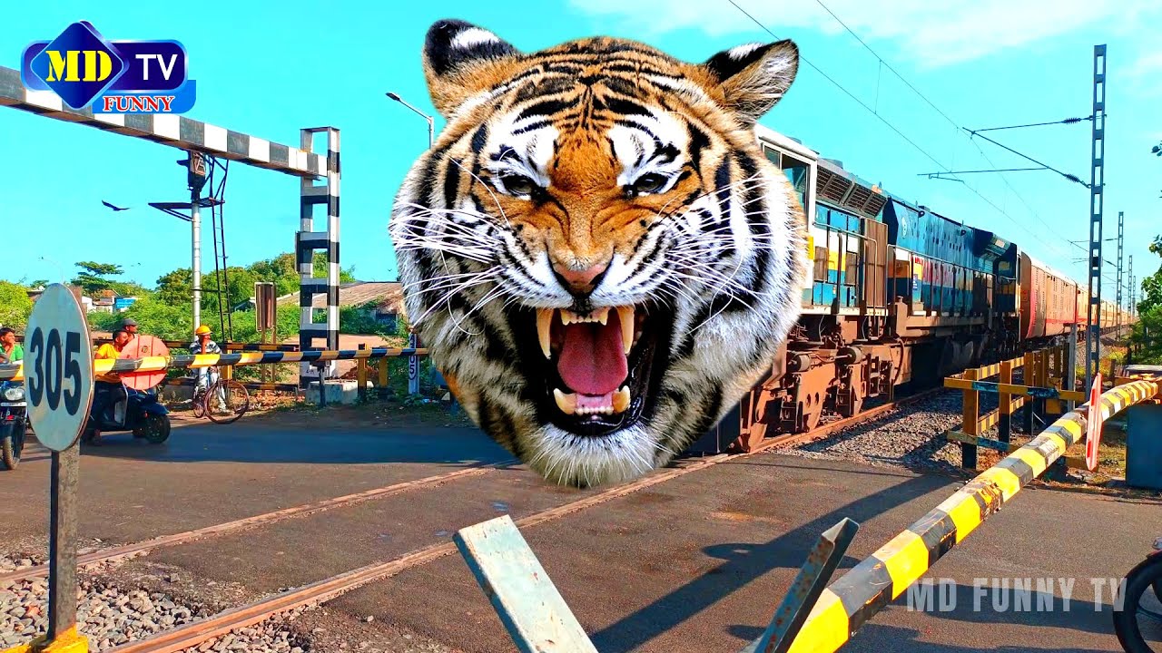 funny train videos youtube - tiger train funny face video - funny train ...