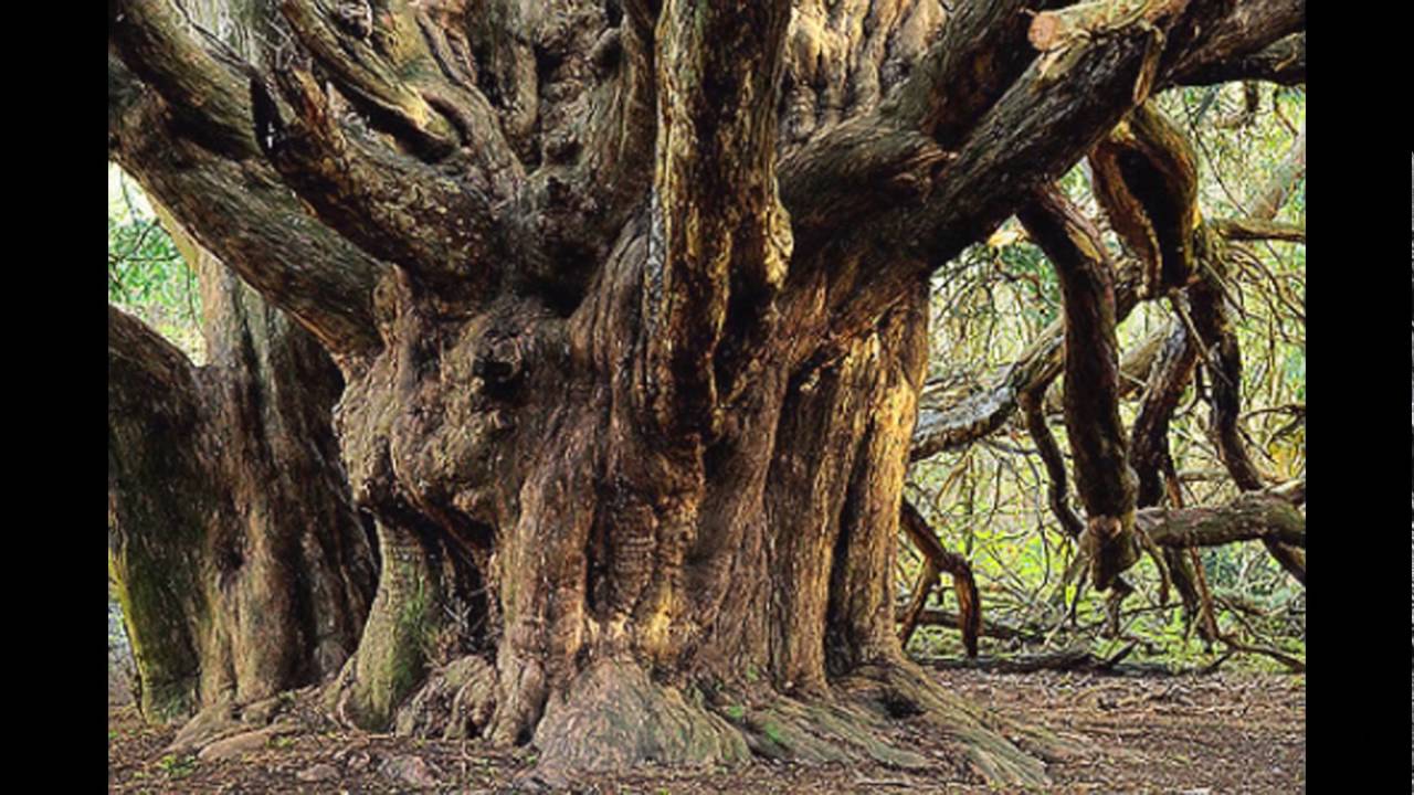 1000 Year Old Yew Tree, West Wales - YouTube