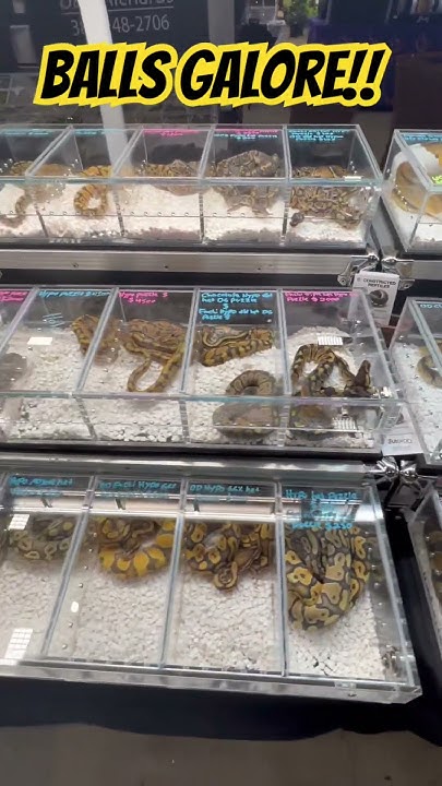 Do you think the Ball python market is saturated? #reptilelife #snake # ...