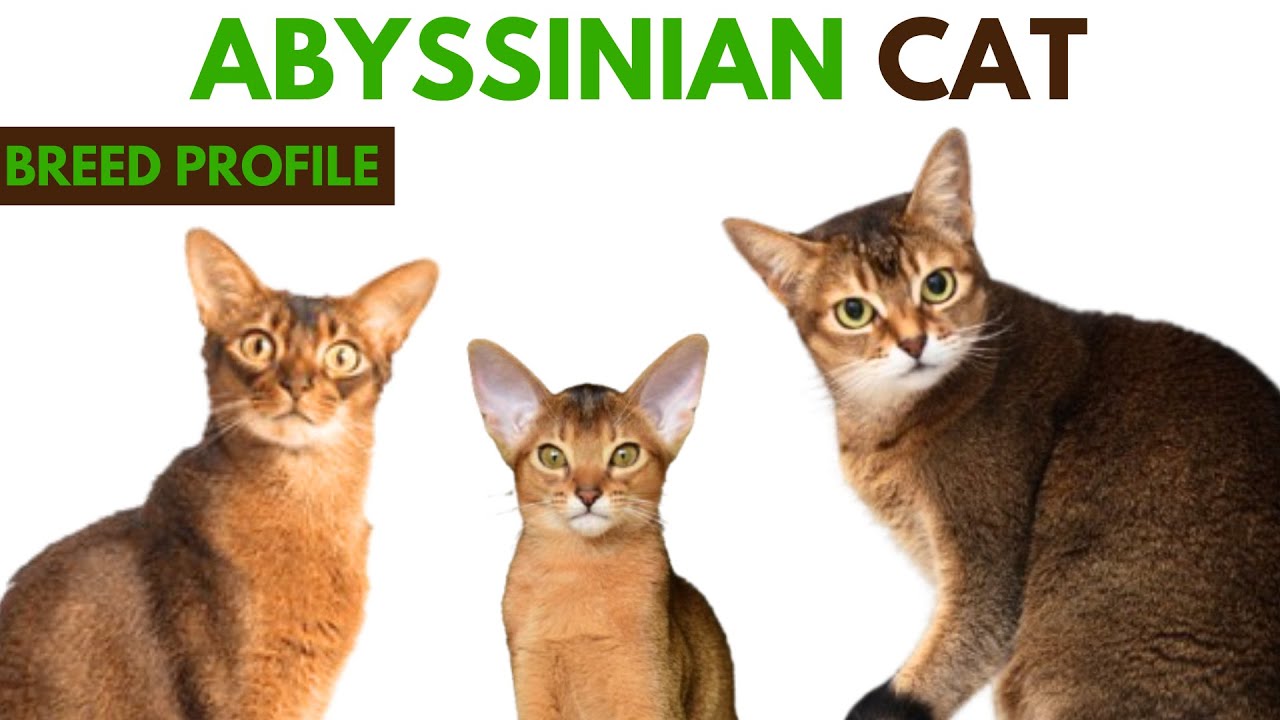 Abyssinian Cat Breed Profile History - Price - Traits - Grooming Needs ...