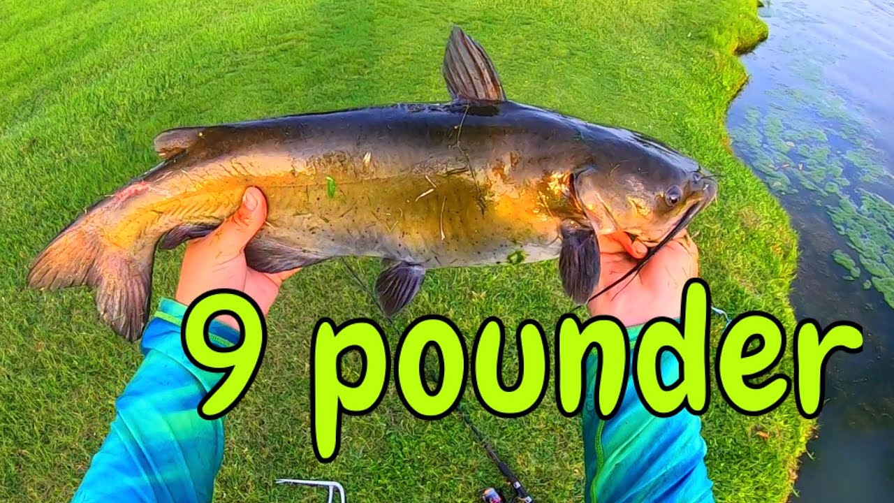 Hotdogs Catch Everything - YouTube