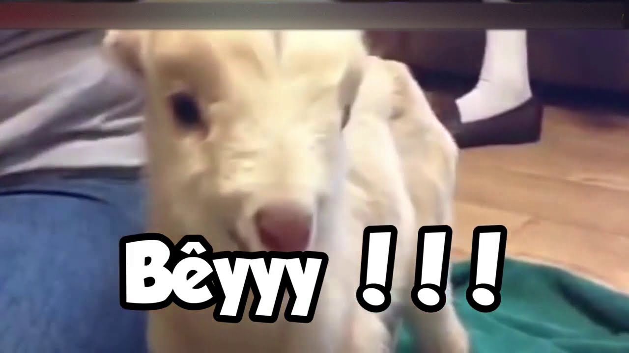 Parodie Minions Elle fait Bêyyy - YouTube